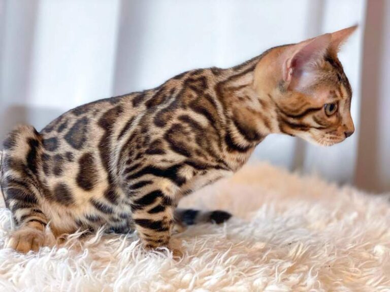 Amazing character of the Bengal | Bengals and water