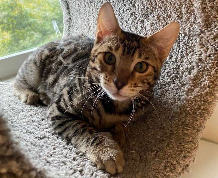 Bengal kittens available | Bengal kittens available now